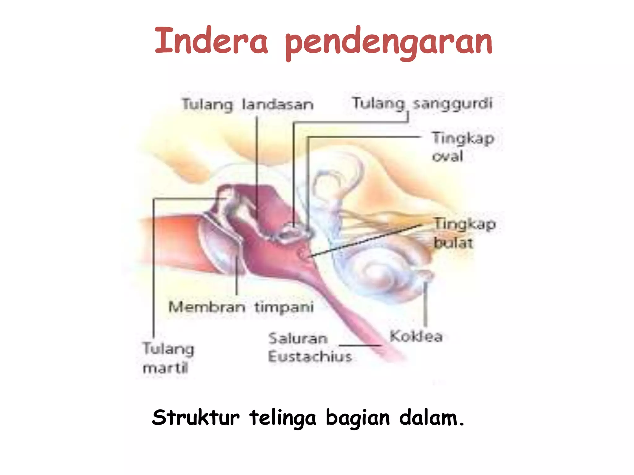 Sistem Indra Pada Manusia.ppt
