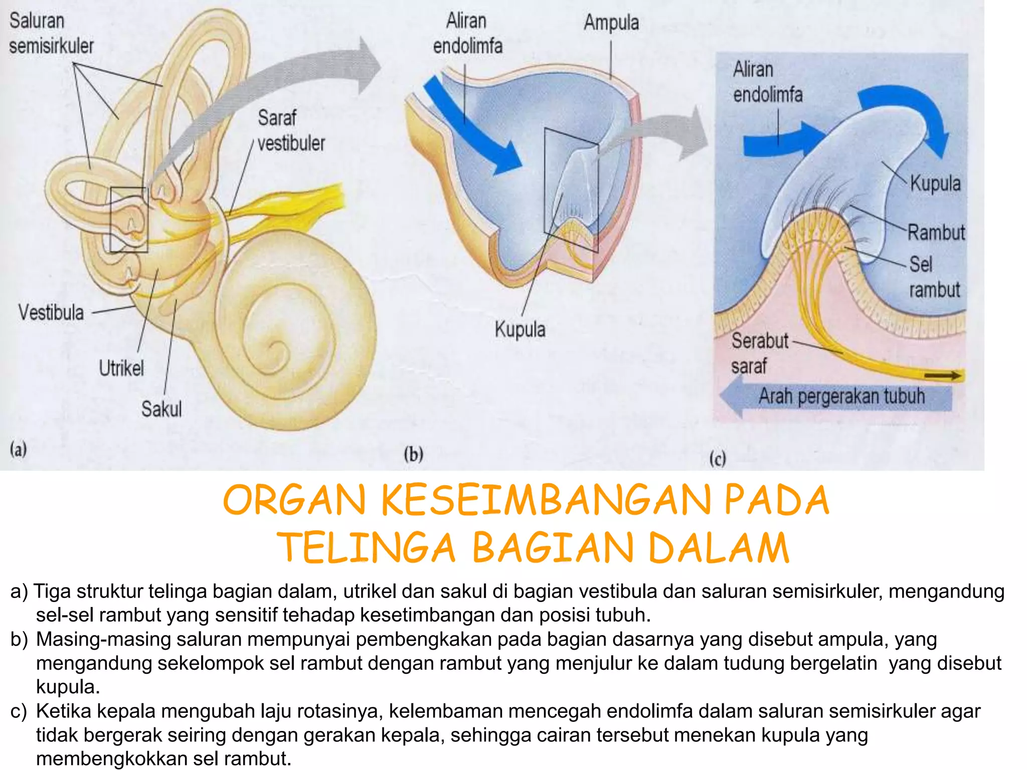 Sistem Indra Pada Manusia.ppt