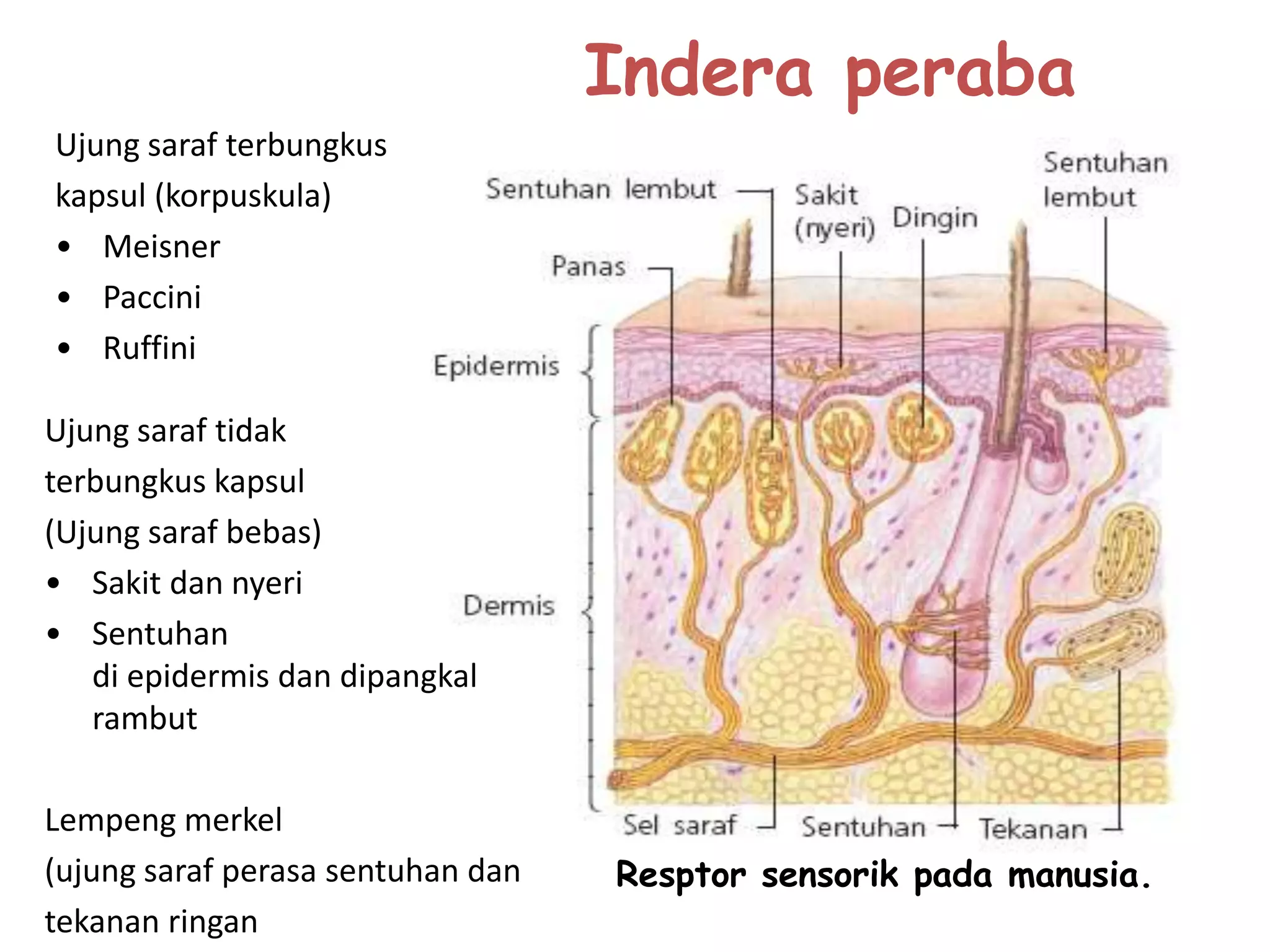 Sistem Indra Pada Manusia.ppt