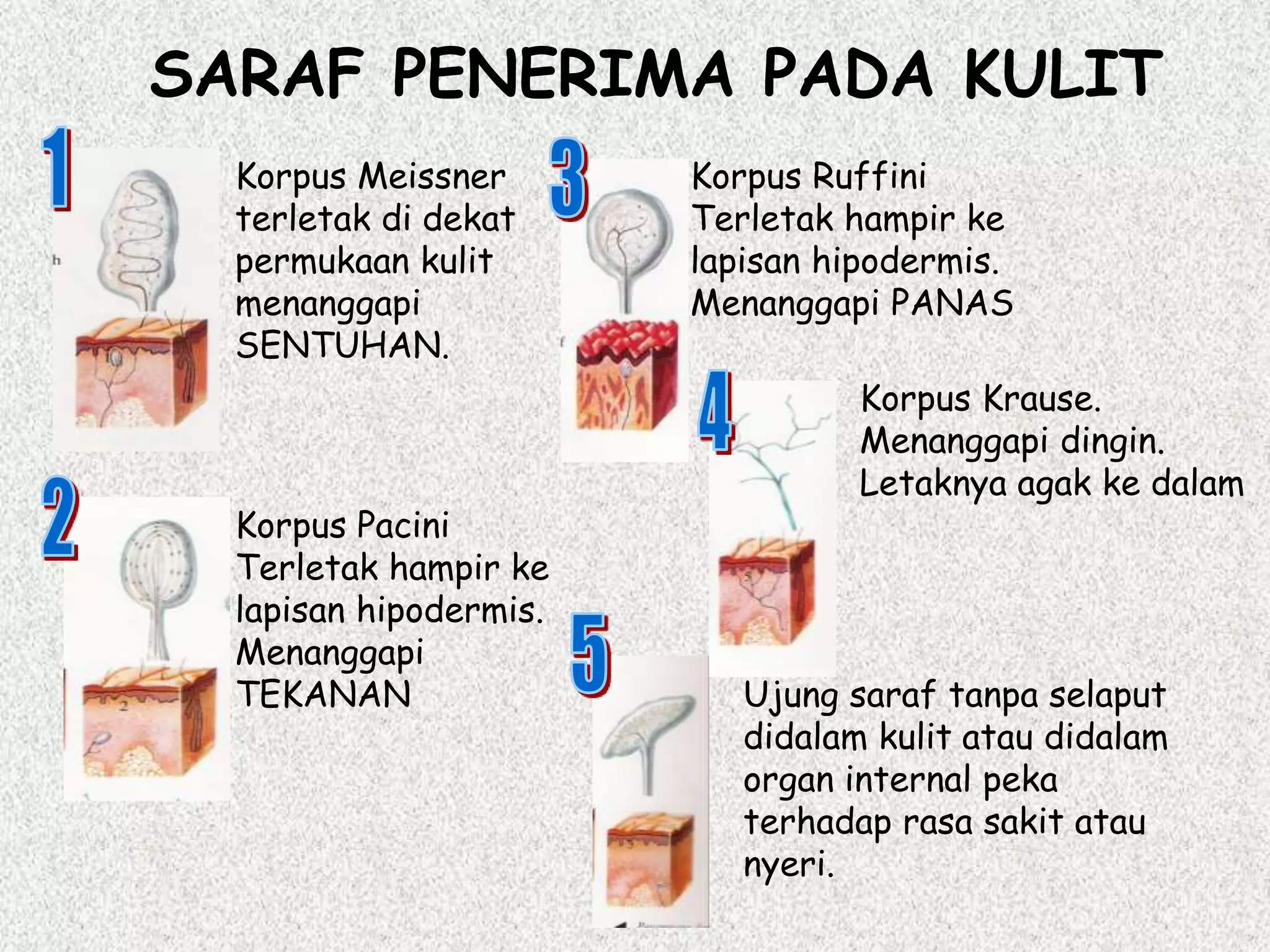Sistem Indra Pada Manusia.ppt