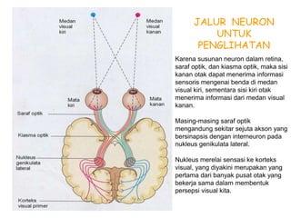 Sistem Indra Pada Manusia.ppt