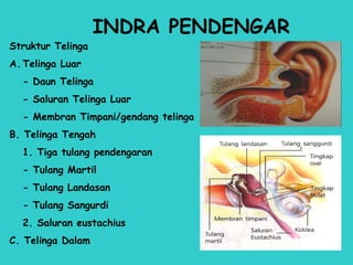 Sistem Indra Pada Manusia.ppt