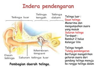 Sistem Indra Pada Manusia.ppt