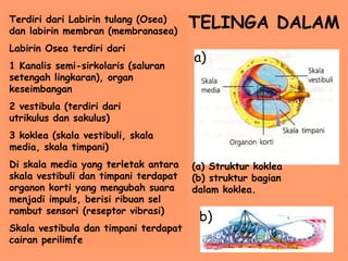 Sistem Indra Pada Manusia.ppt