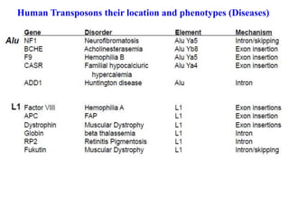 11. Transposable Genetic Elements Part 4.pptx