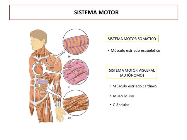 SISTEMA MOTOR E MOTIVAÇÃO