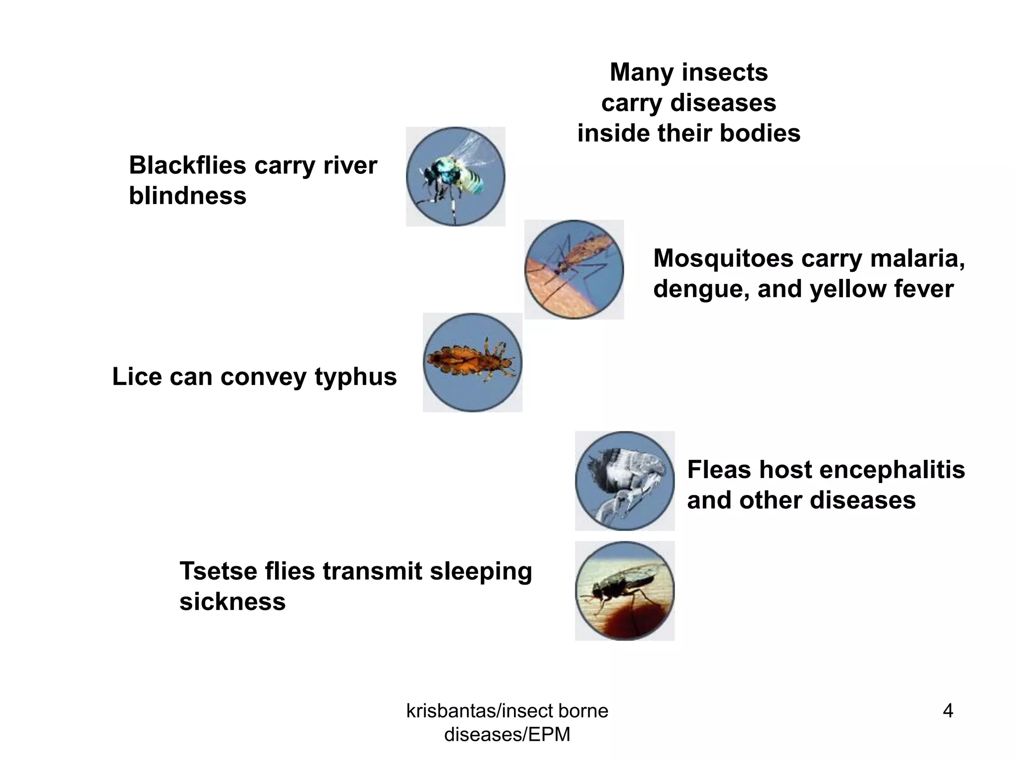 11. INSECT-BORNE DISEASE.pdf
