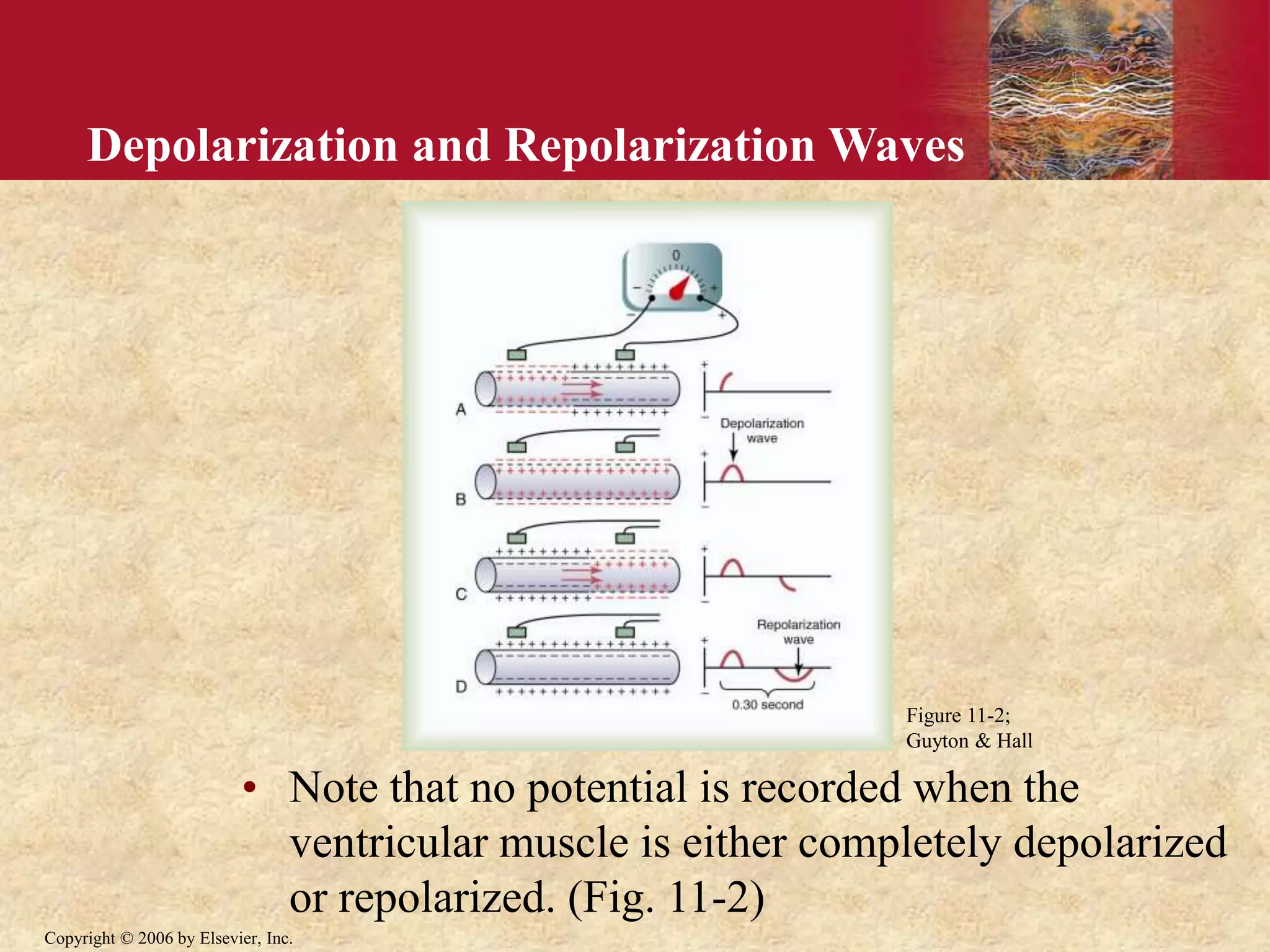 11.The normal electrocardiogram.ppt