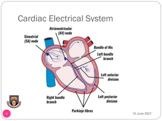 11. CVS ECG Introduction.pdf