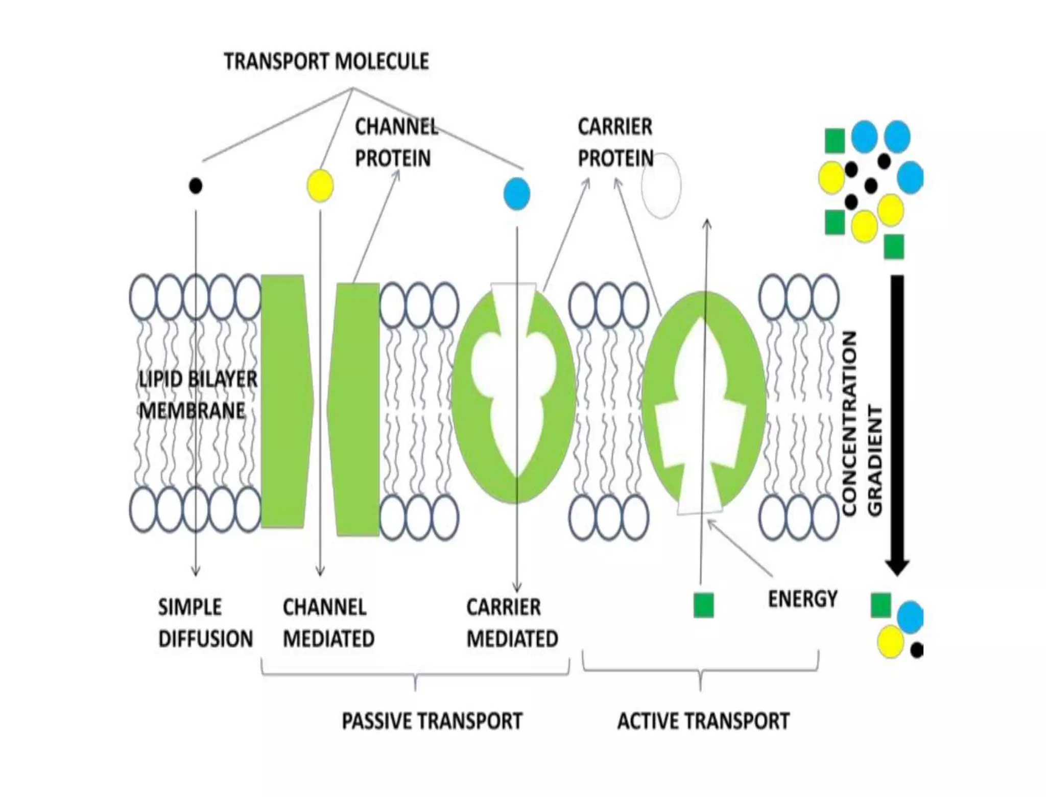 11.Cell membrane and membrane Transport.pptx | Biological Sciences ...