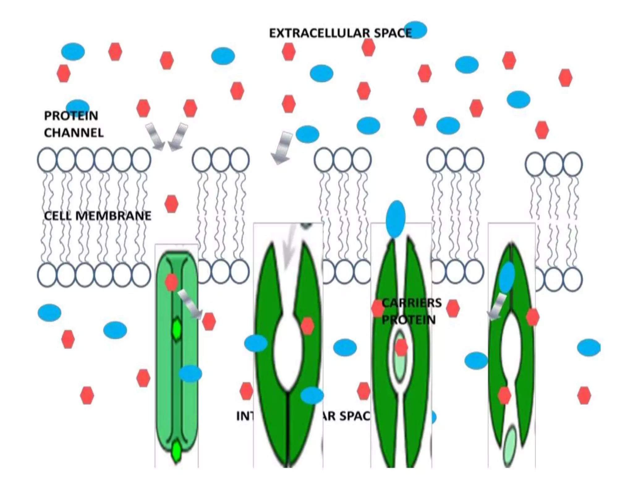11.Cell membrane and membrane Transport.pptx | Biological Sciences ...