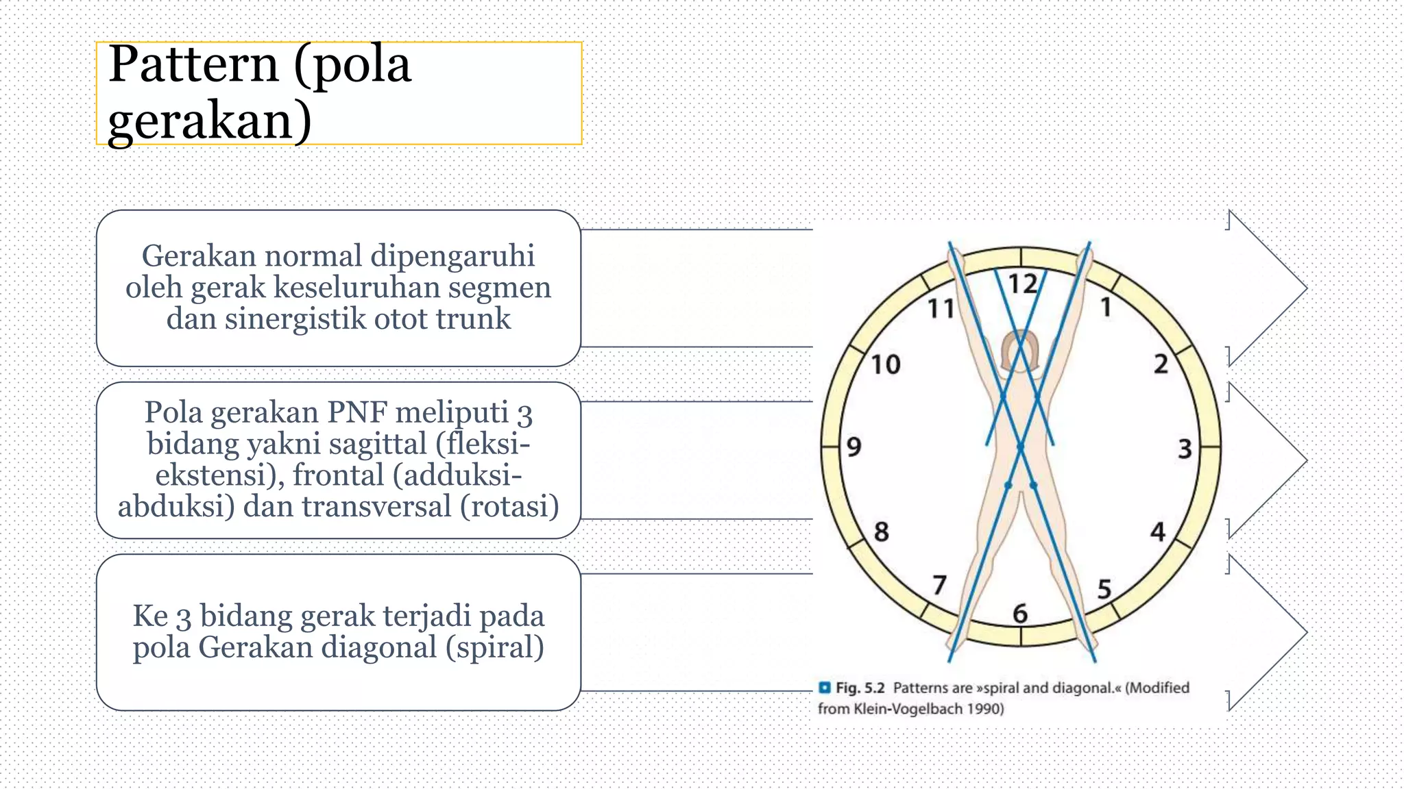 11. Proprioceptive Neuromuscular Facilitation (PNF).pptx