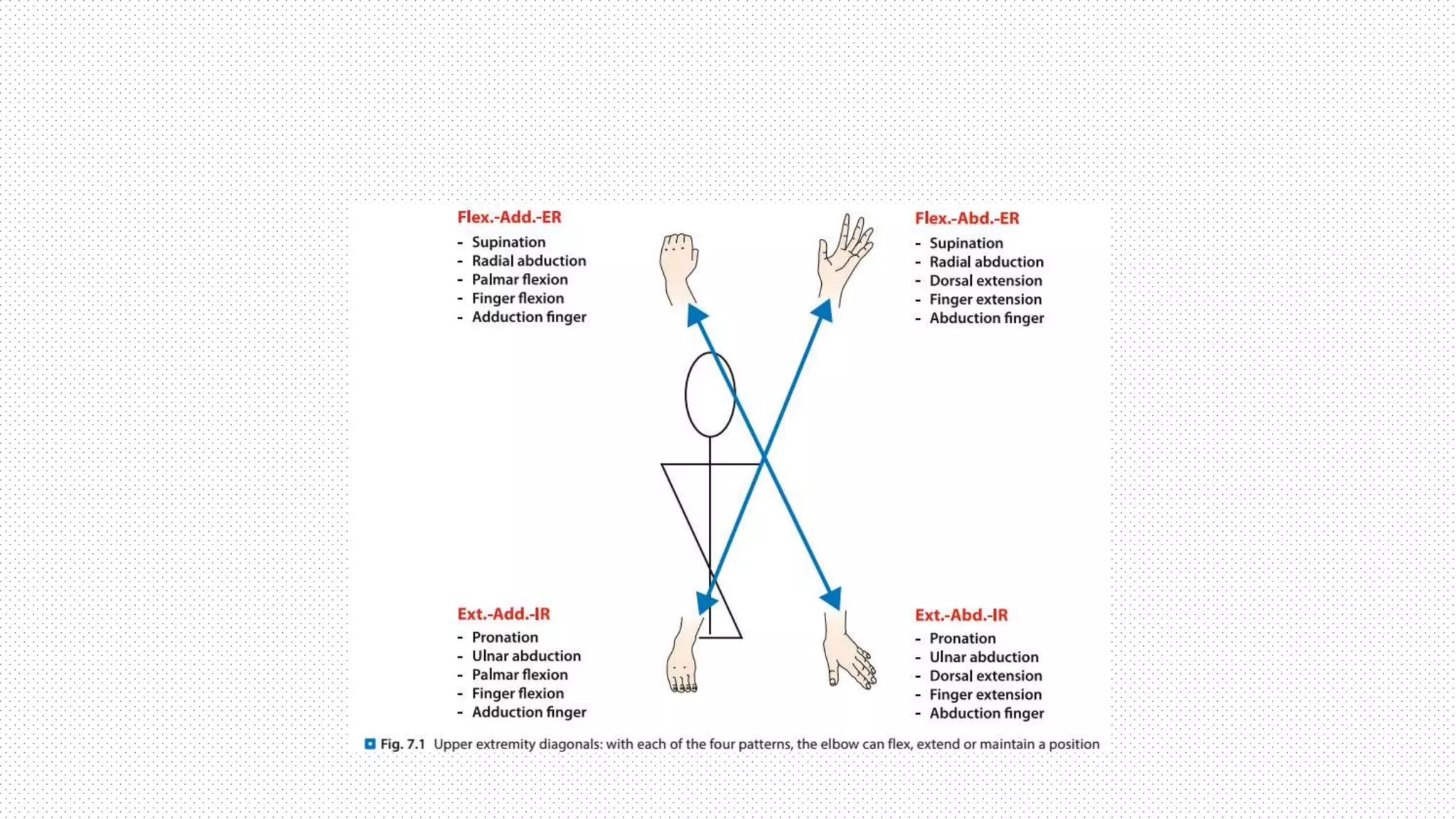 11. Proprioceptive Neuromuscular Facilitation (PNF).pptx