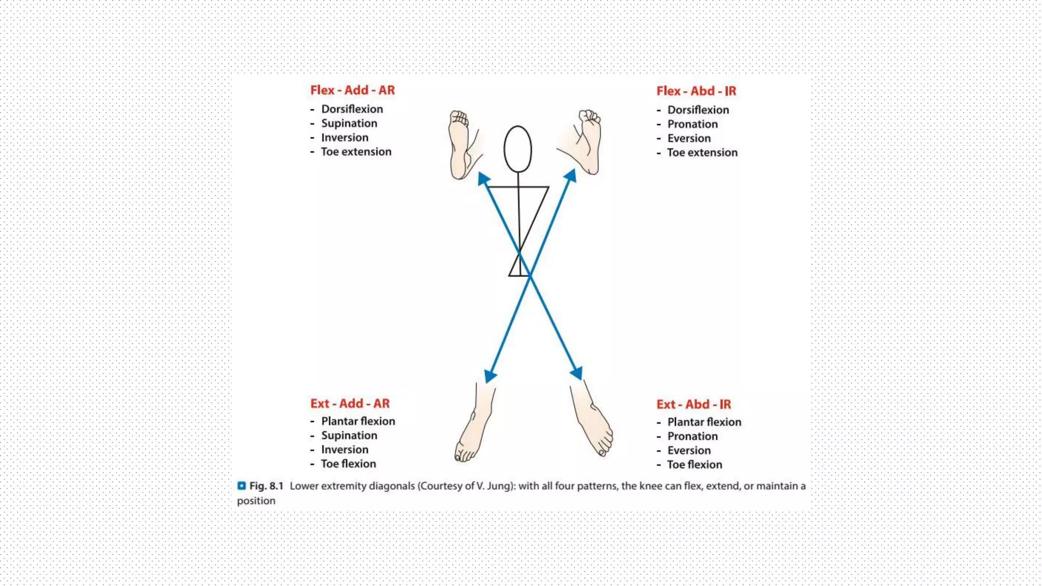 11. Proprioceptive Neuromuscular Facilitation (PNF).pptx
