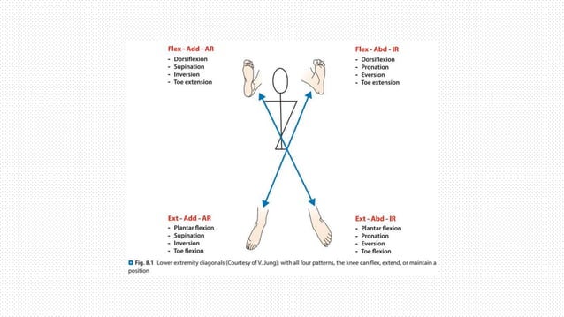 11. Proprioceptive Neuromuscular Facilitation (PNF).pptx