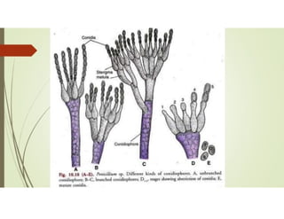 Penicillium Labeled Diagram