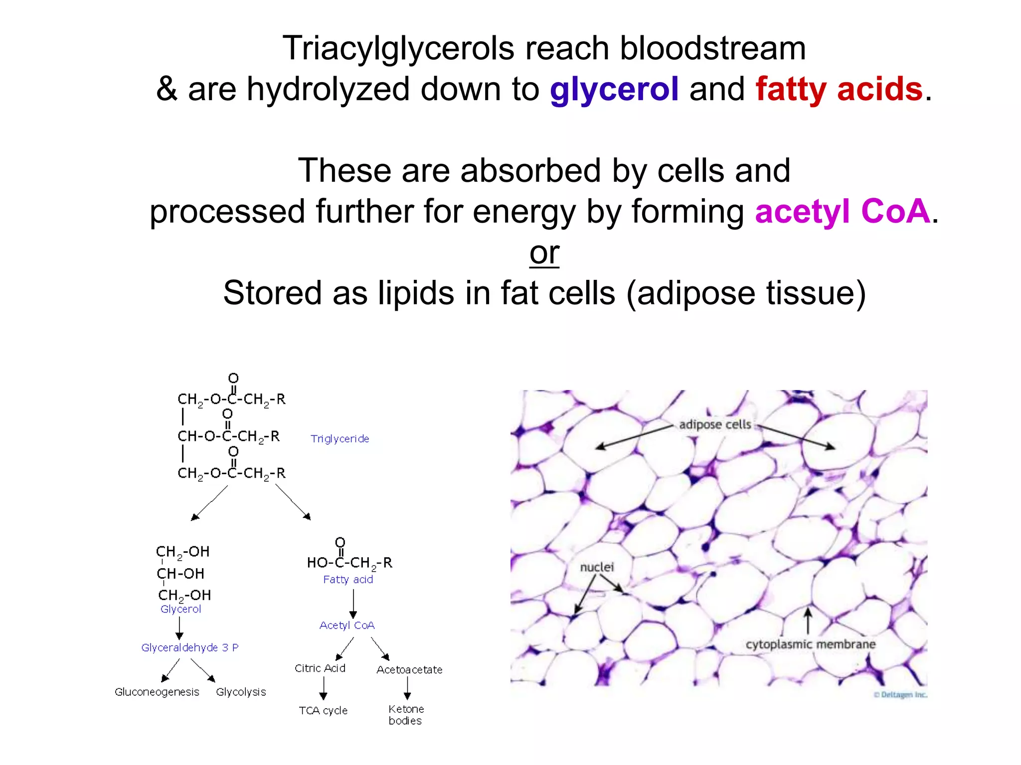 11. Metabolism of lipids (Biochemistry) | PPT