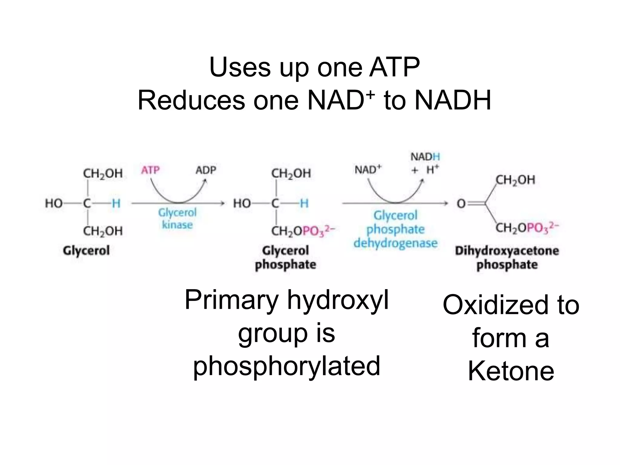 11. Metabolism of lipids (Biochemistry) | PPT