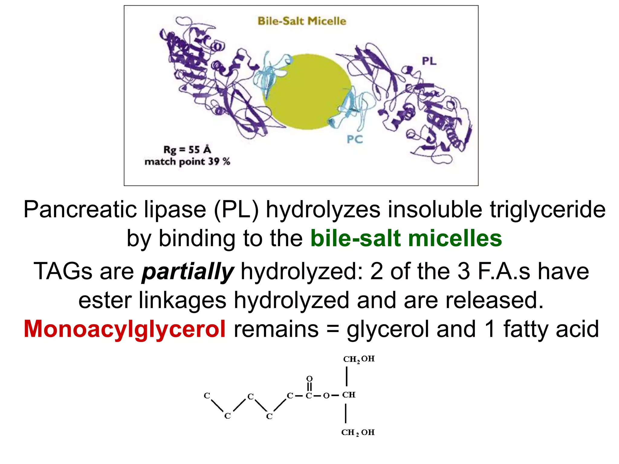 11. Metabolism of lipids (Biochemistry) | PPT