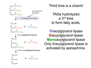 11. Metabolism of lipids (Biochemistry) | PPT
