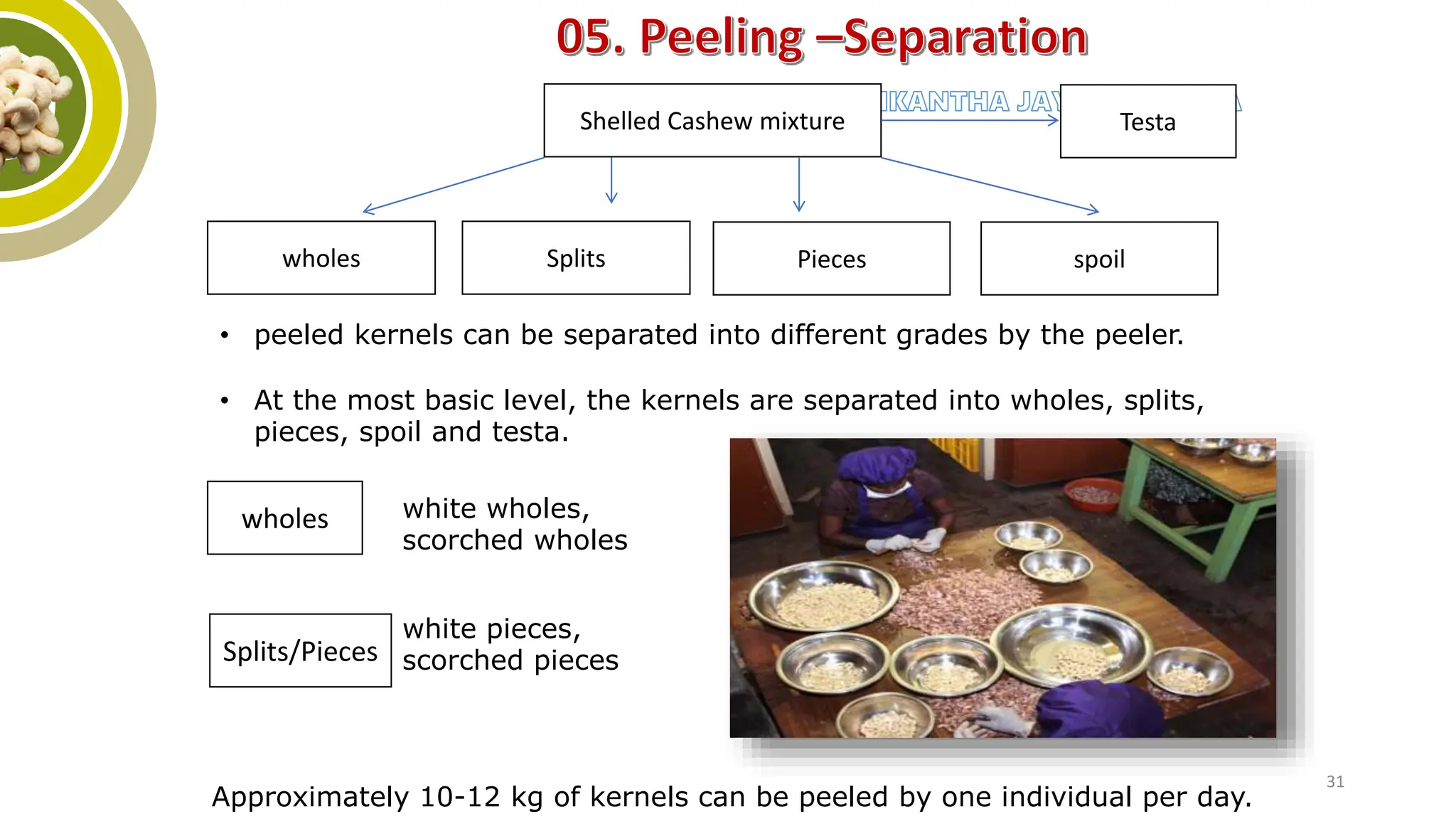 Harvesting, Processing and preservation of cashew-base products | PPTX