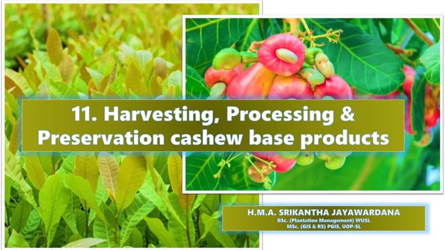 Harvesting, Processing and preservation of cashew-base products | PPTX | Gardening | Home & Garden