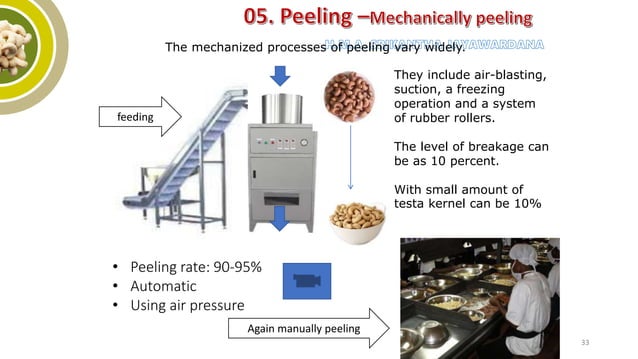 Harvesting, Processing and preservation of cashew-base products | PPTX | Gardening | Home & Garden