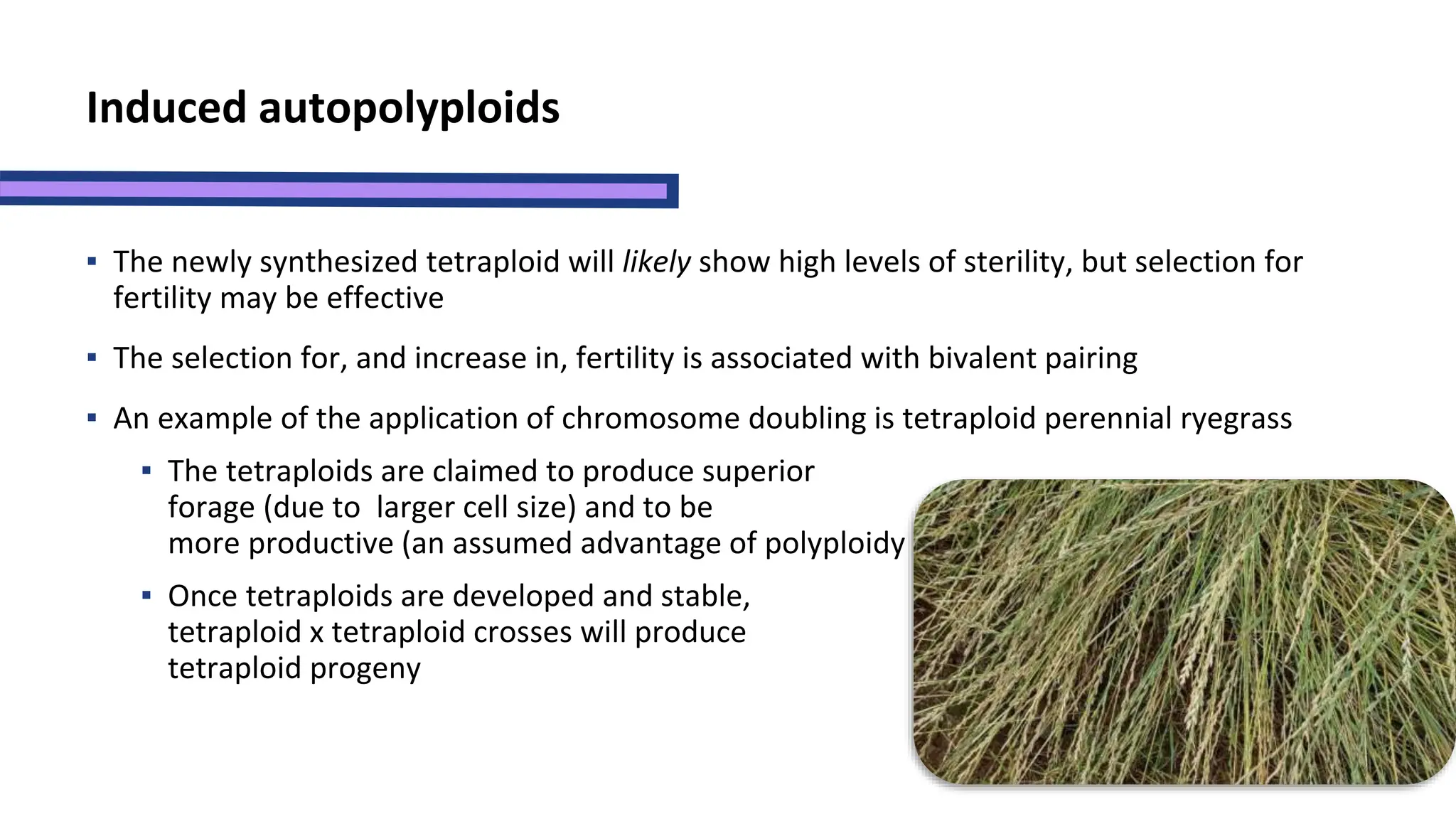 11.ploidy-2_21_ph.pptx