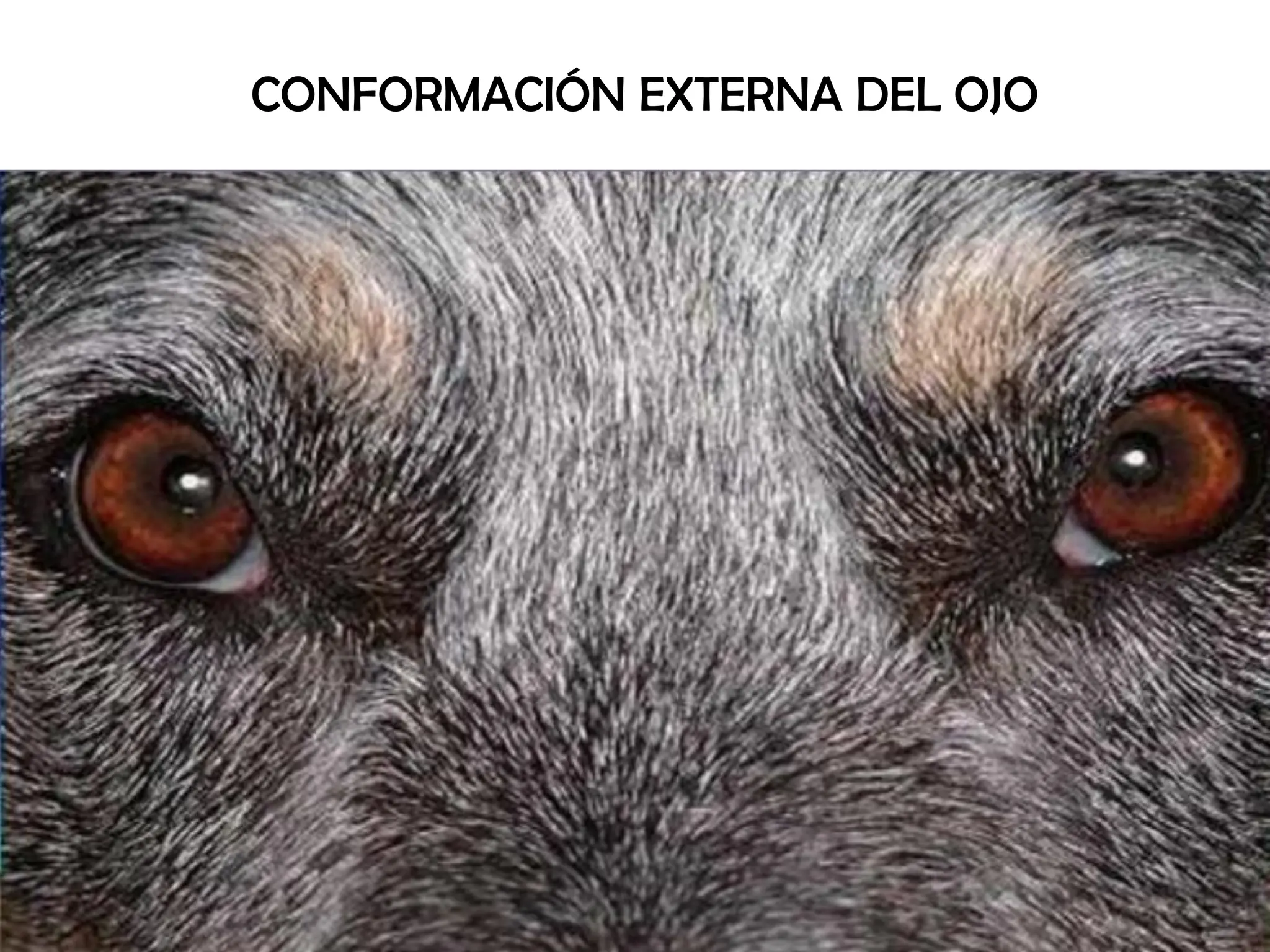 Anatomía del ojo, medicina veterinaria 1 | PDF