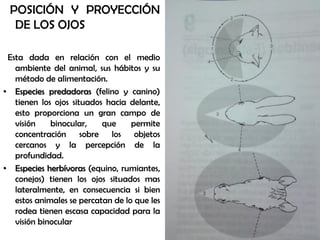 Anatomía del ojo, medicina veterinaria 1 | PDF