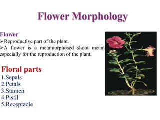 11. Reproductive phase: Plant growth and development.pptx