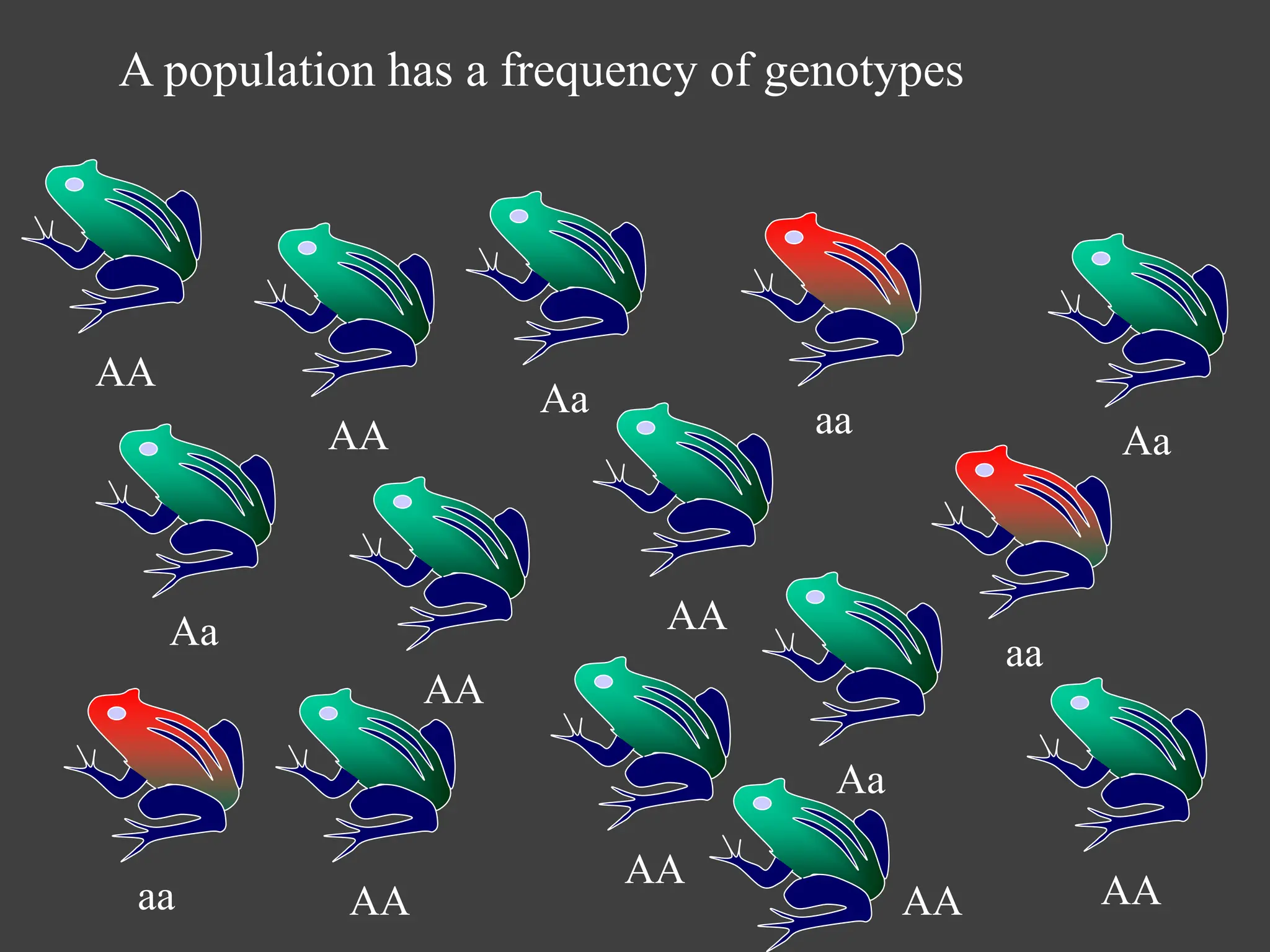 11. Hardy-Weinberg Principle.ppt Genetics | PPT