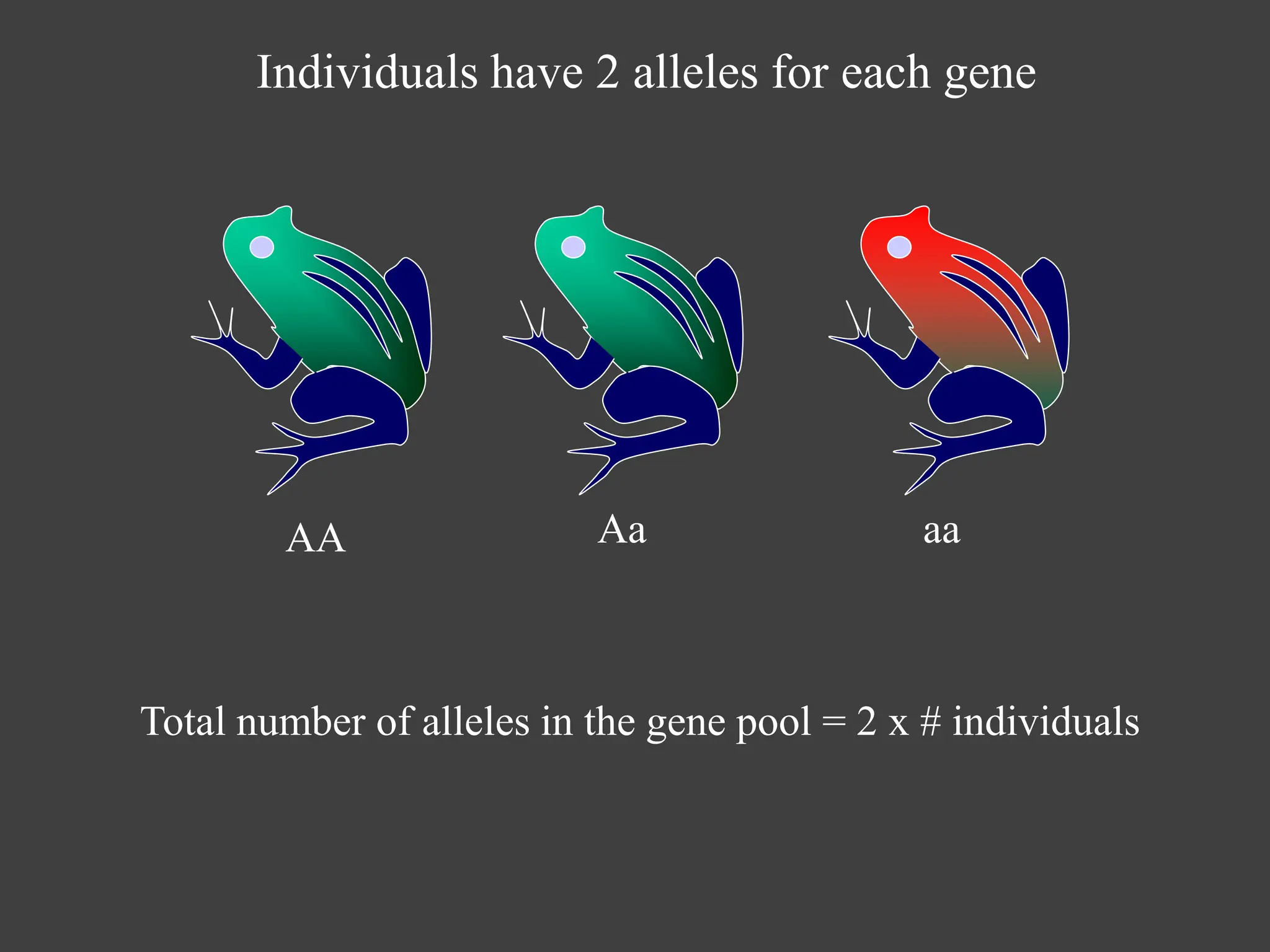 11. Hardy-Weinberg Principle.ppt Genetics | PPT
