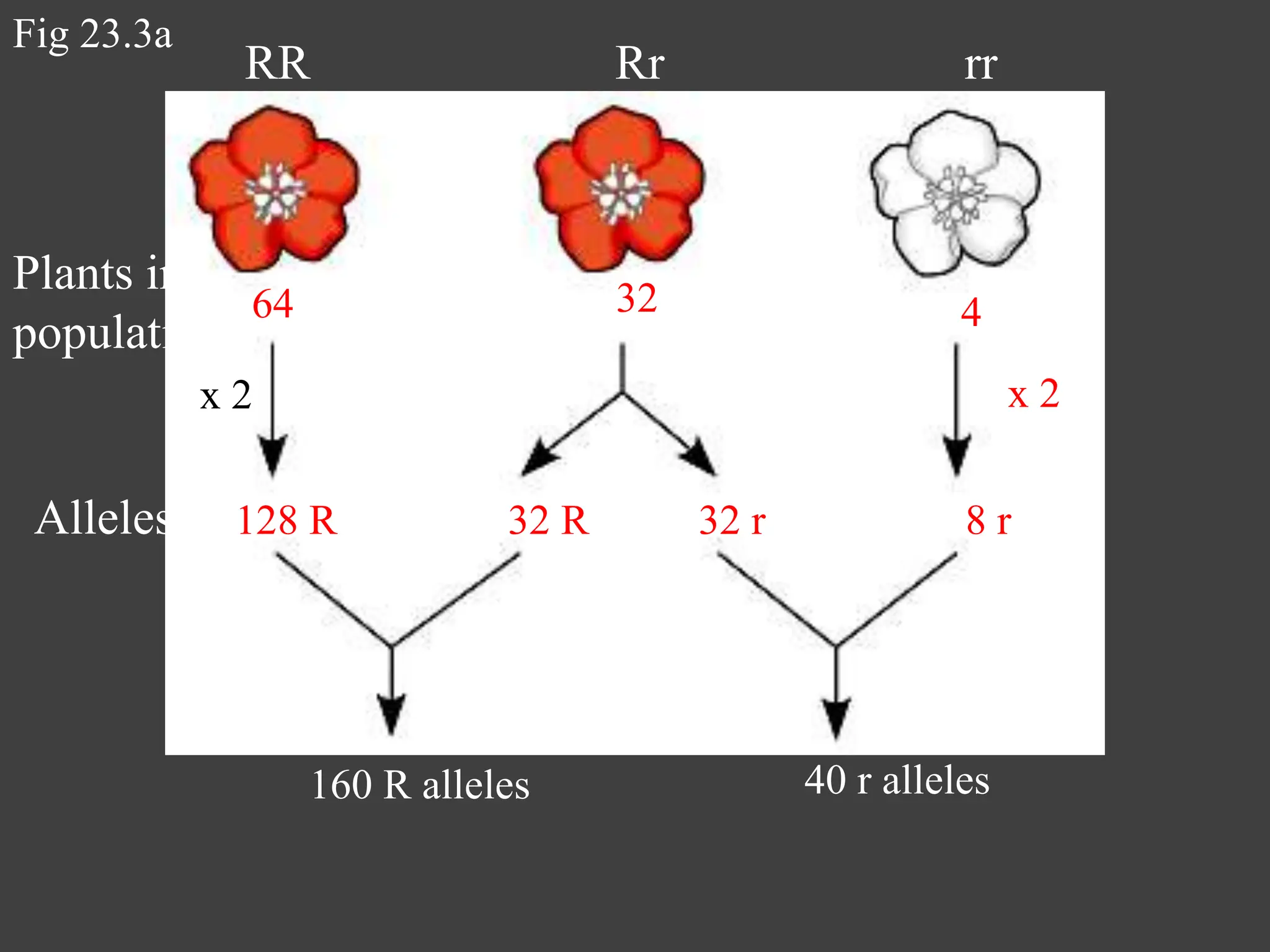 11. Hardy-Weinberg Principle.ppt Genetics | PPT