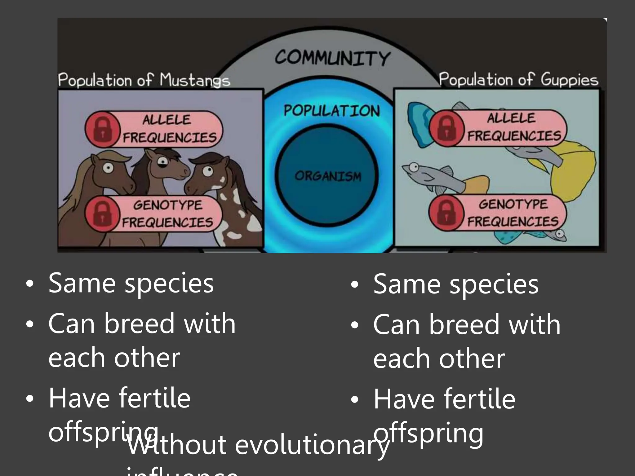 11. Hardy-Weinberg Principle.ppt Genetics | PPT
