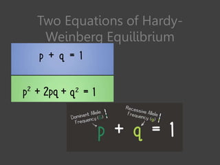 11. Hardy-Weinberg Principle.ppt Genetics | PPT