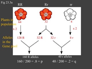 11. Hardy-Weinberg Principle.ppt Genetics | PPT