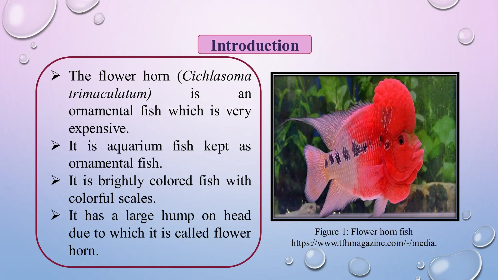 Flowerhorn fish: Introduction and Importance | PDF