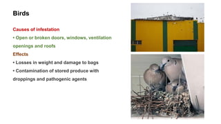 11.1 Role of physical biological in deterioration of grains.pdf