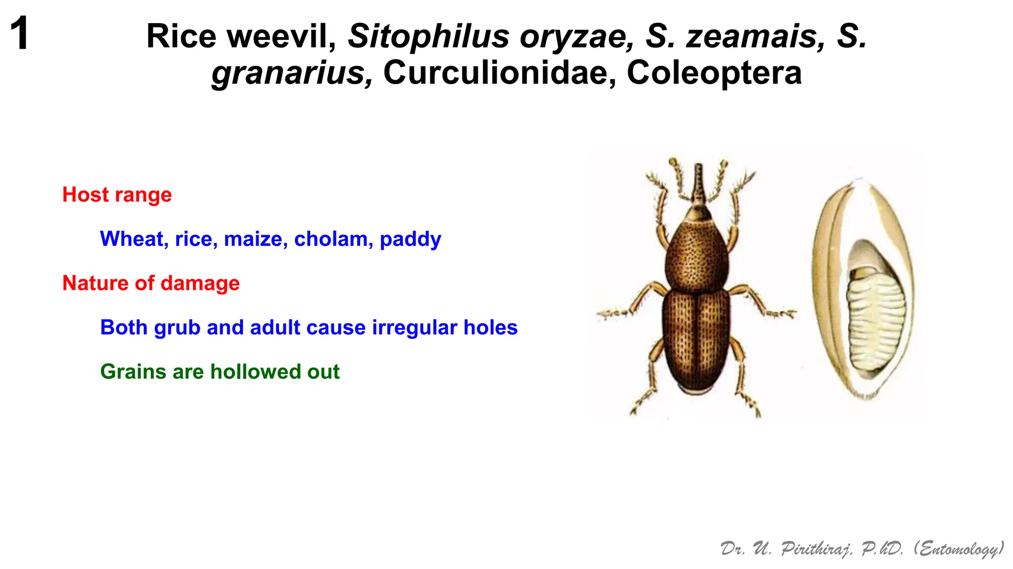 Pests of Storage_Identification_Dr.UPR.pdf