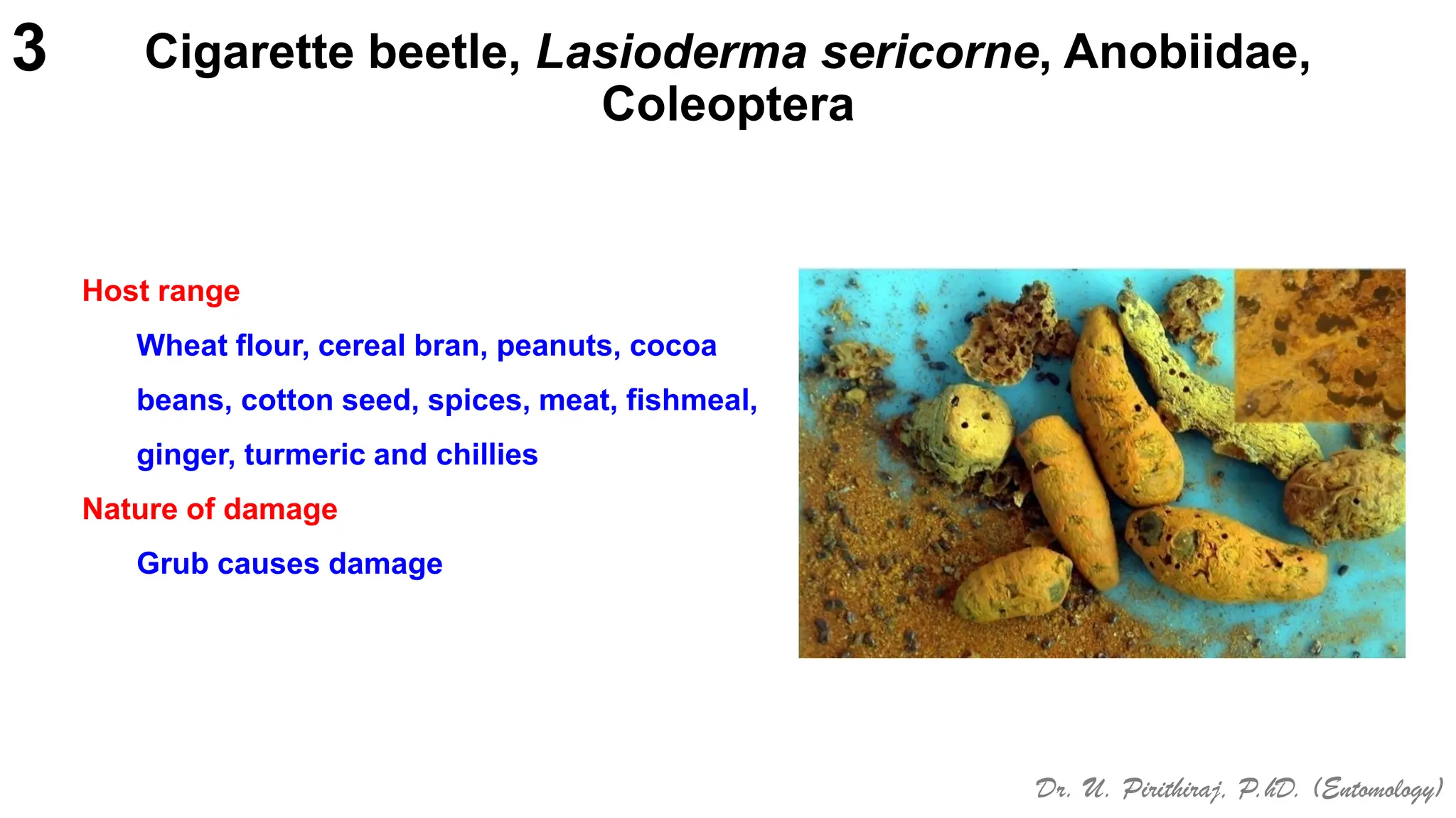 Pests of Storage_Identification_Dr.UPR.pdf | Free Download