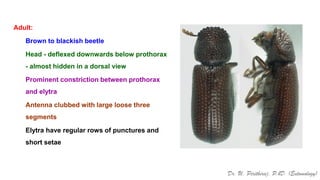 Pests of Storage_Identification_Dr.UPR.pdf