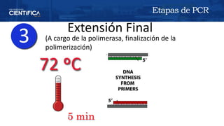 Fundamentos de PCR, biologica celular, praacsdadasnjdasdas | PPTX