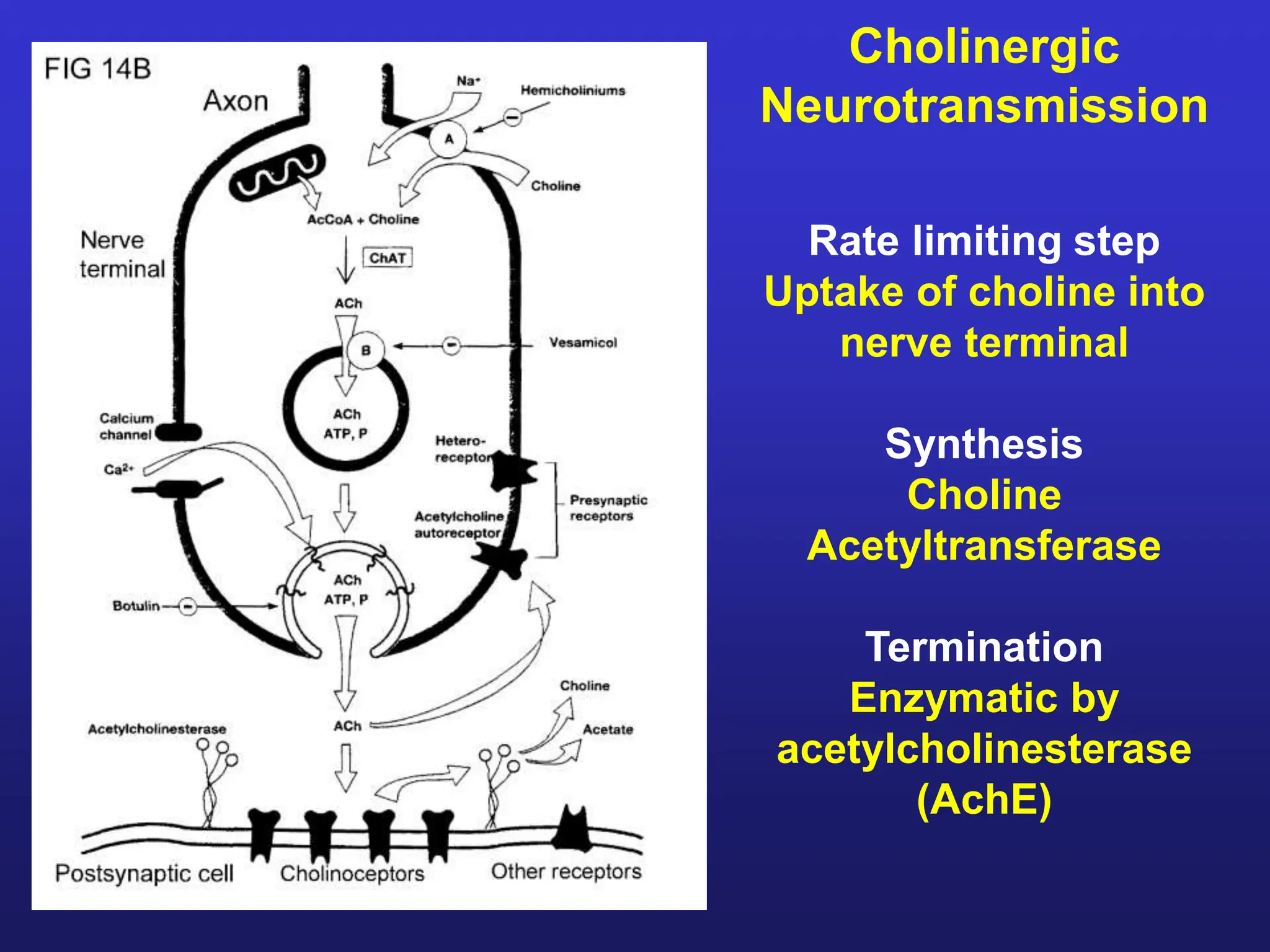11. Cholinergics and parasympathomimetics | PPT