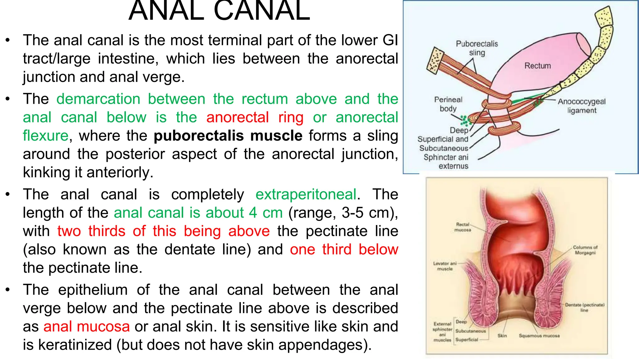 11. LARGE INTESTINE.ppt a brief description | PPT