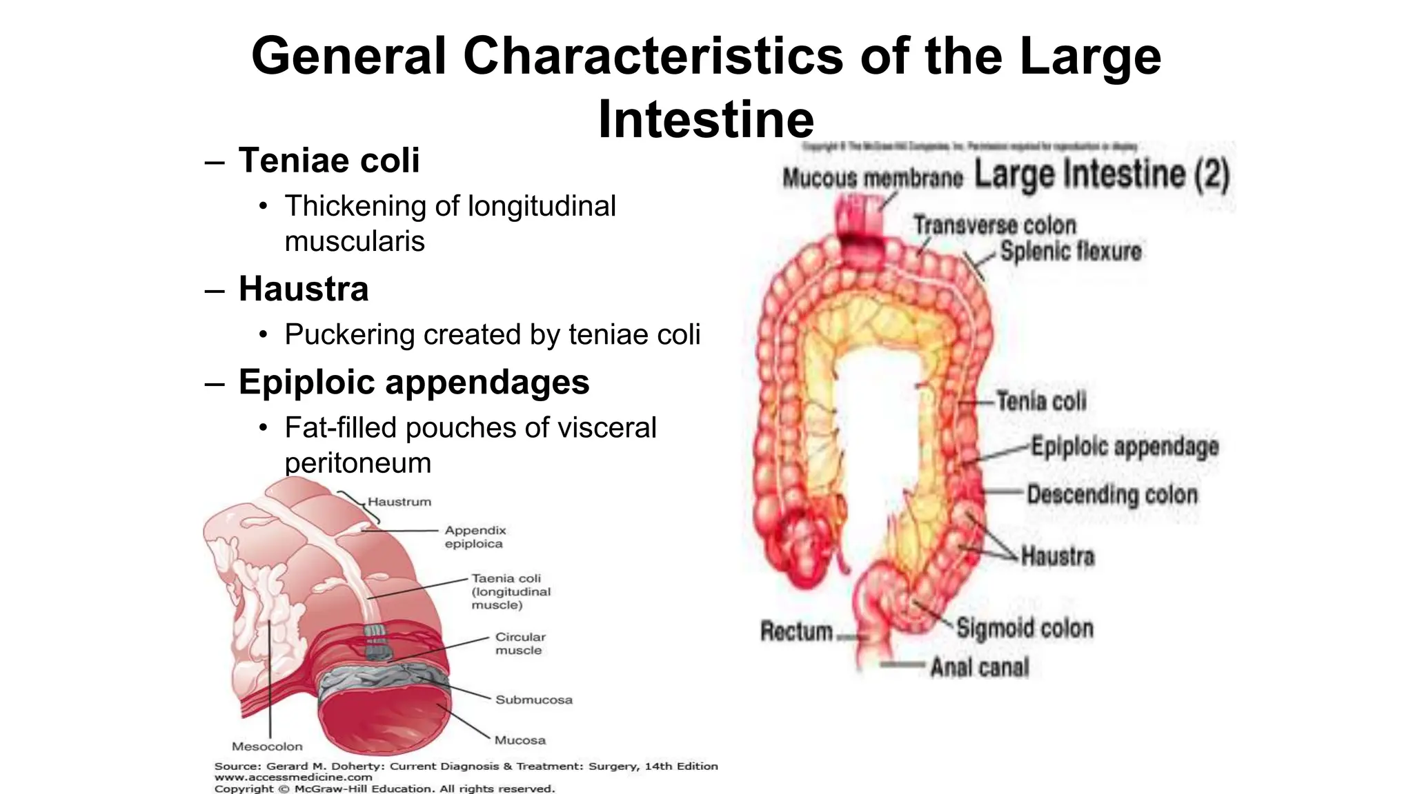 11. LARGE INTESTINE.ppt a brief description | PPT