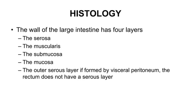 11. LARGE INTESTINE.ppt a brief description | PPT
