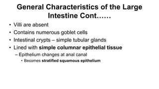 11. LARGE INTESTINE.ppt a brief description | PPT