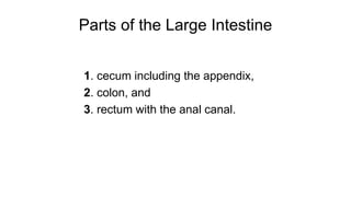 11. LARGE INTESTINE.ppt a brief description | PPT