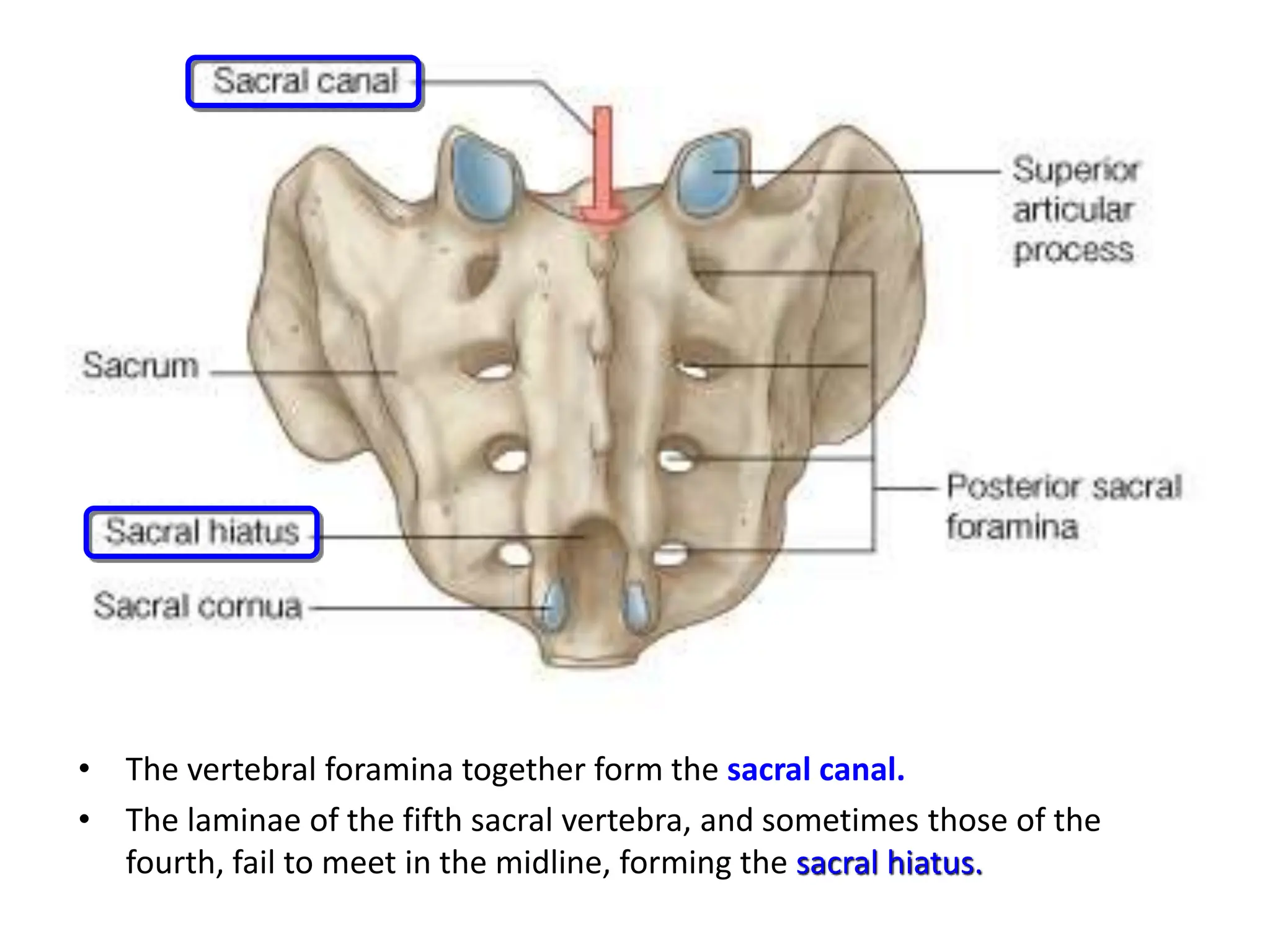 BONY PELVIS anatomy and pathophysiology with management | PPT
